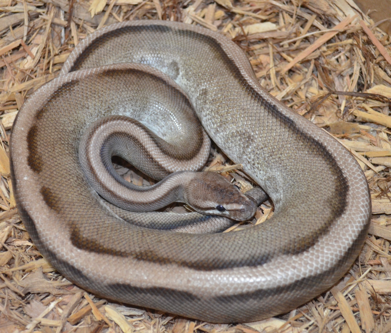 VPI Axanthic Genetic Stripe *PROVEN BREEDER* Ball Python by For Anyone ...