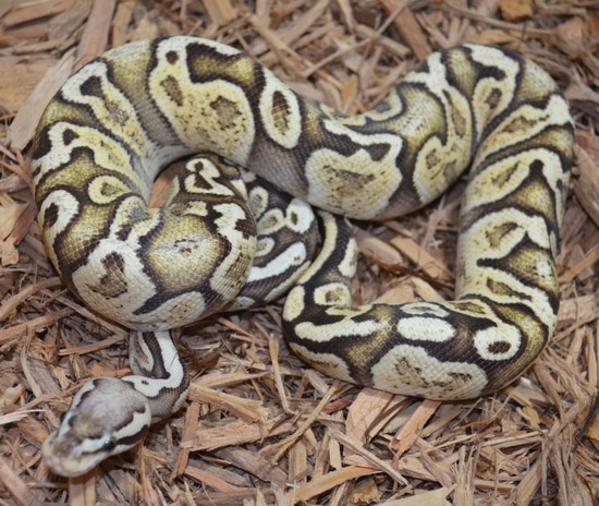 GHI Firefly Ball Python by For Anyone Ball Pythons