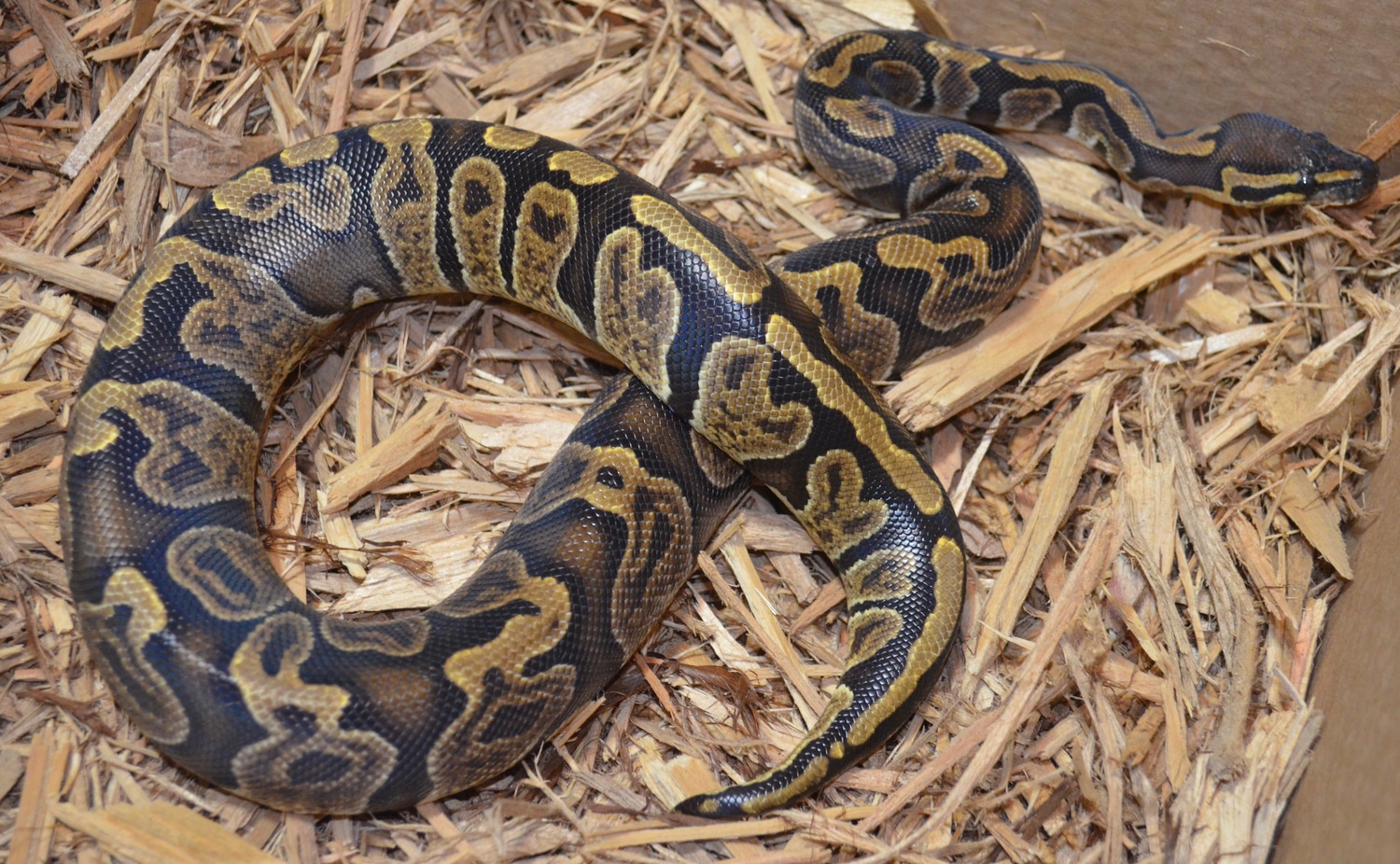 GHI *subadult* Ball Python by For Anyone Ball Pythons - MorphMarket