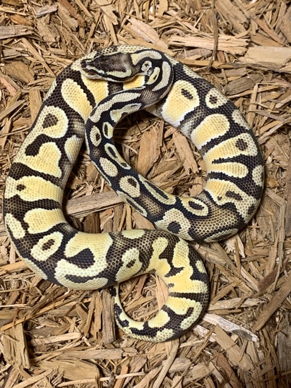 Super Pastel Orange Dream Ball Python by For Anyone Ball Pythons