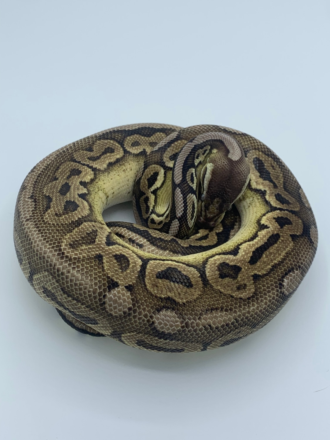 Pewter Ball Python by For Anyone Ball Pythons - MorphMarket