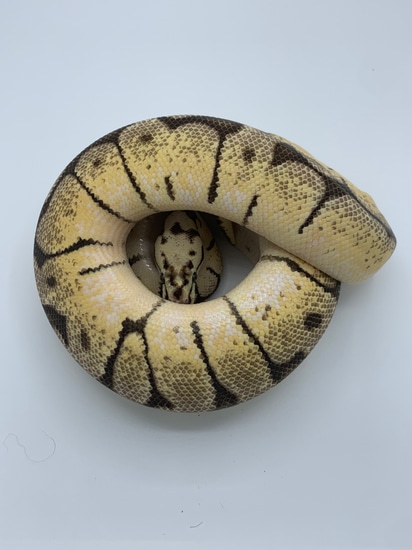 Bumble Bee 66% Het Clown Pos Het Pied Ball Python by For Anyone Ball ...