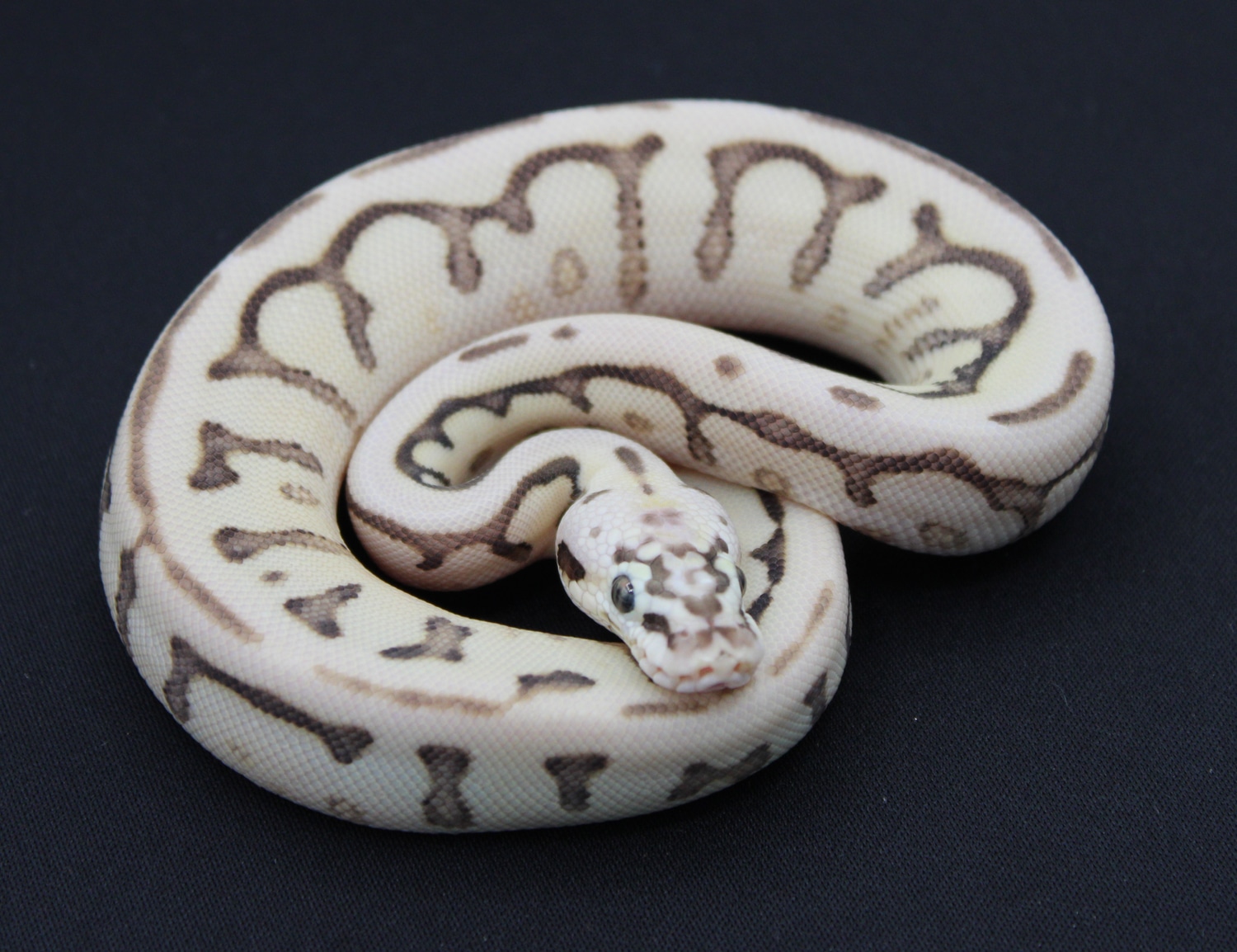 GHI Firefly Lesser Spider Leopard Het Clown Poss. Het Pied Ball Python ...