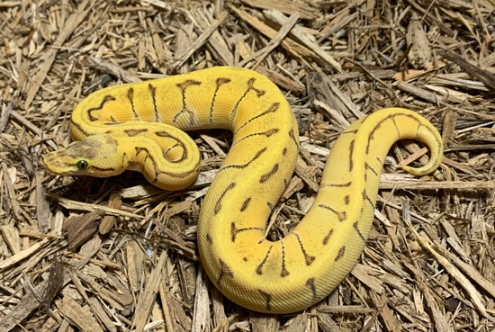 Pastel Enchi OD Pin Het Clown Poss. Het Pied Ball Python by For Anyone ...