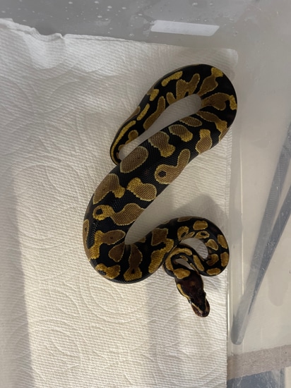 Yb Het DG Ball Python by Noriega Pythons