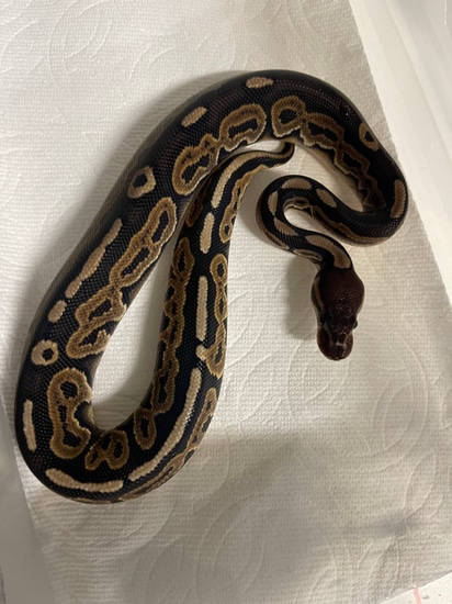 Cinnamon Ball Python by Noriega Pythons
