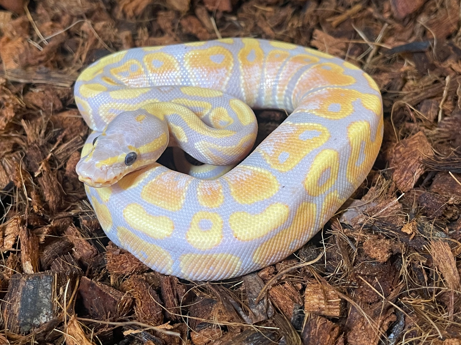 Banana Pos Fire Ball Python by Noriega Pythons - MorphMarket