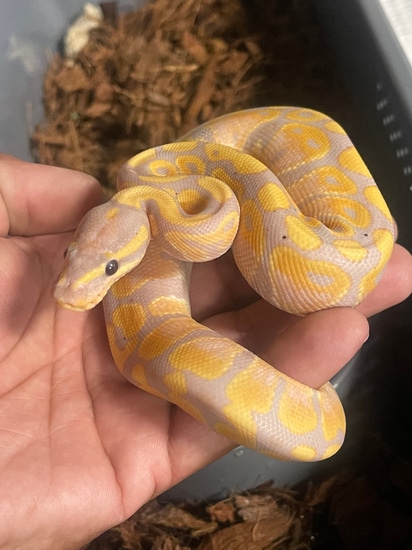 Banana Fire Ball Python by Noriega Pythons