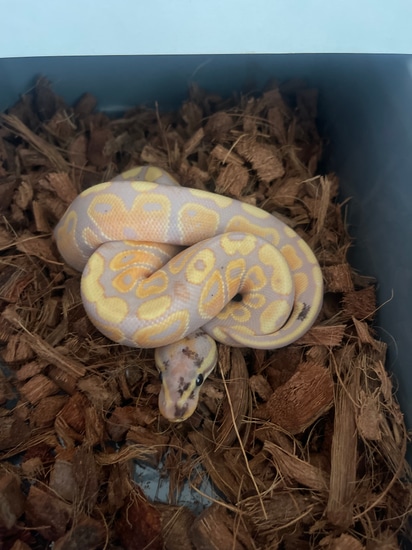 Banana Fire Paradox Ball Python by Noriega Pythons
