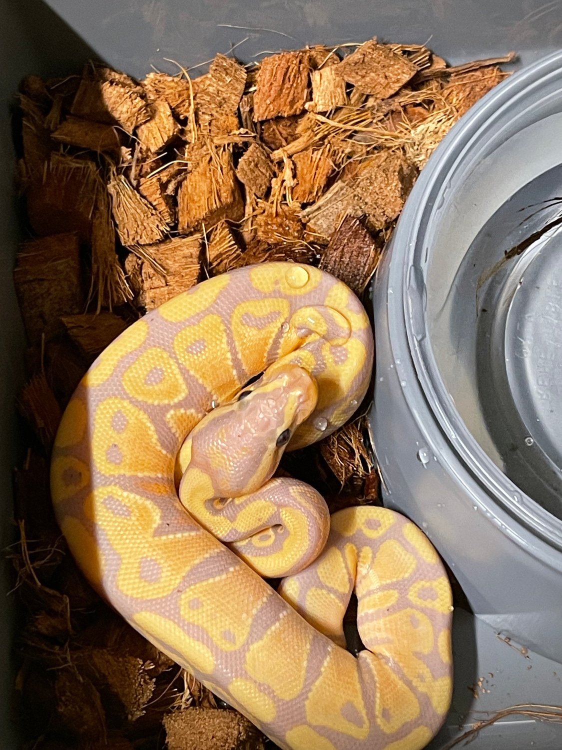 Banana Ball Python by Noriega Pythons - MorphMarket