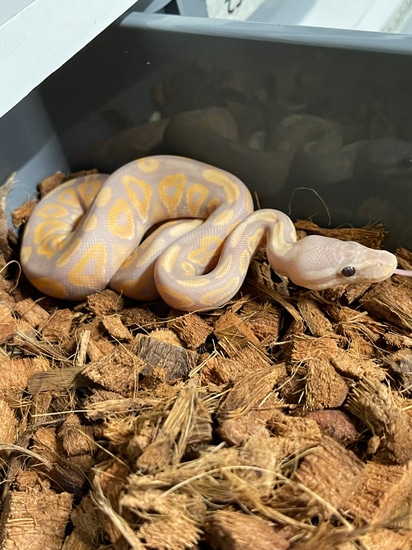 Banana Cinnamon Ball Python by Noriega Pythons