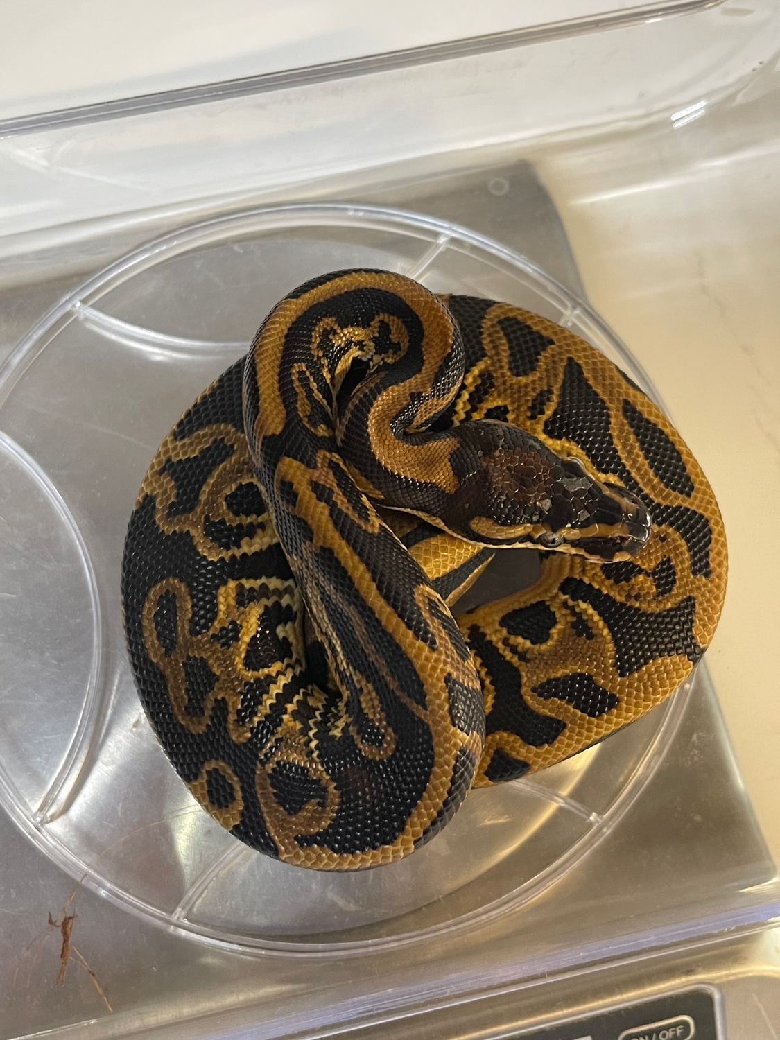 Leopard OD PH Pied Ball Python by Noriega Pythons - MorphMarket