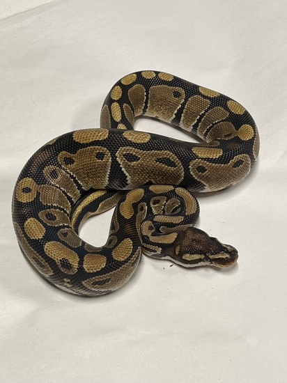 Normal Het DG Ball Python by Noriega Pythons