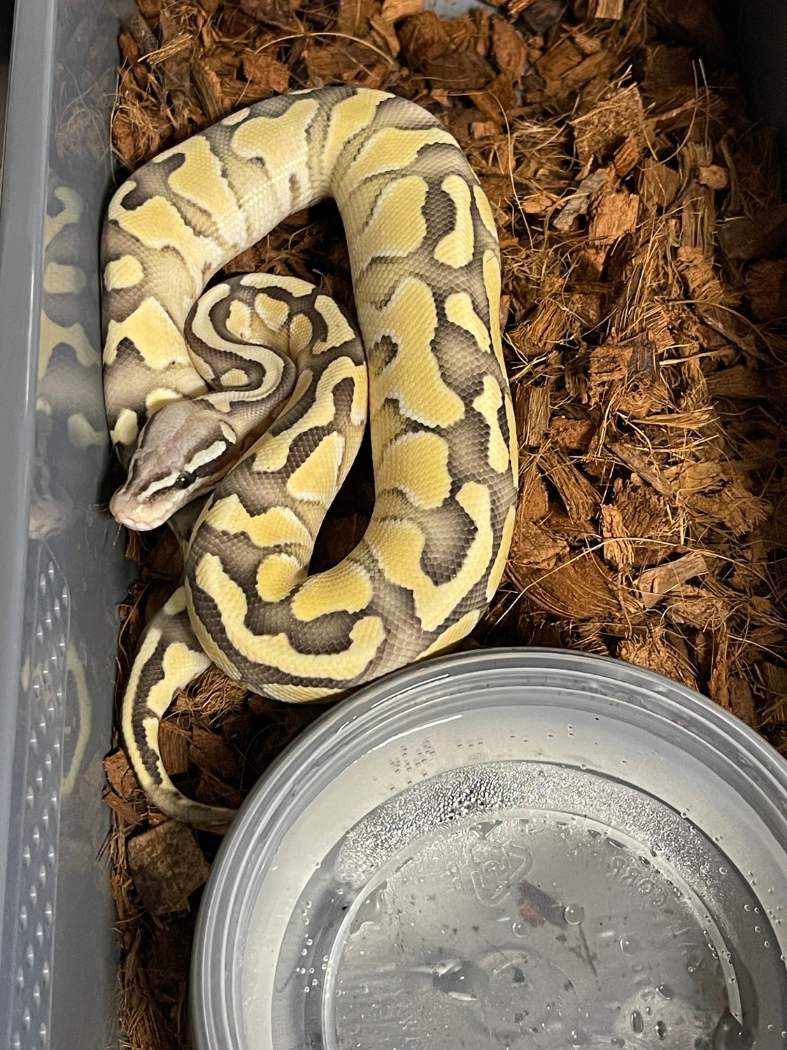 Noriega Pythons's Collection - MorphMarket