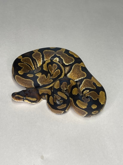 Het Dg Ball Python by Noriega Pythons