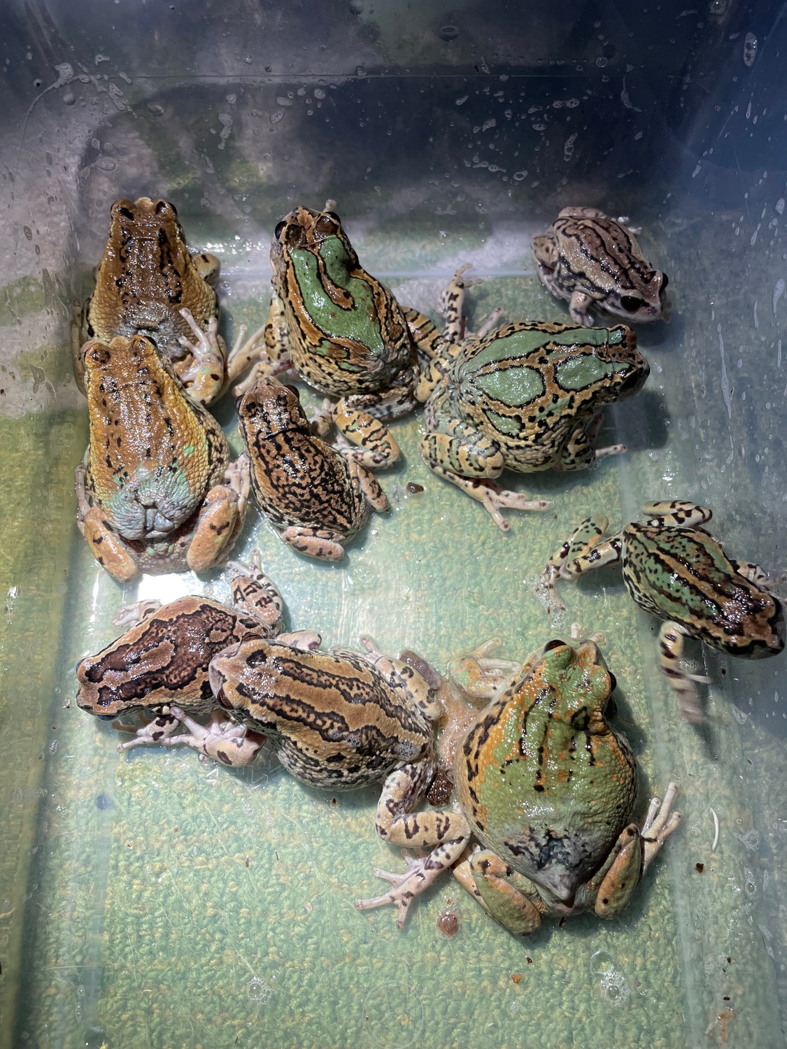 Andean Marsupial Frogs (Gastrotheca Riobambae) 5.5 Group Other Frog by ...