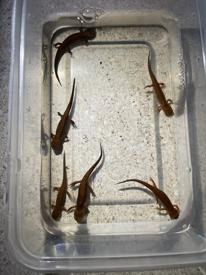 Blue-tailed Fire-bellied Newts (Cynops Cyanurus) by Matt's Amphibians