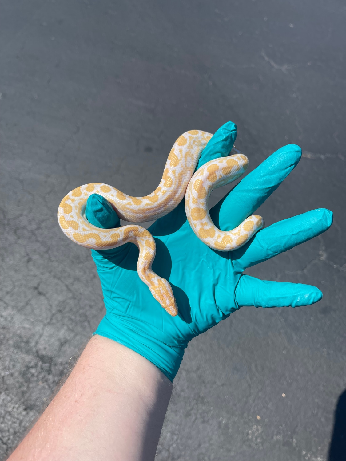 Albino Columbian Rainbow Boa Colombian Rainbow Boa by Mr Petman ...