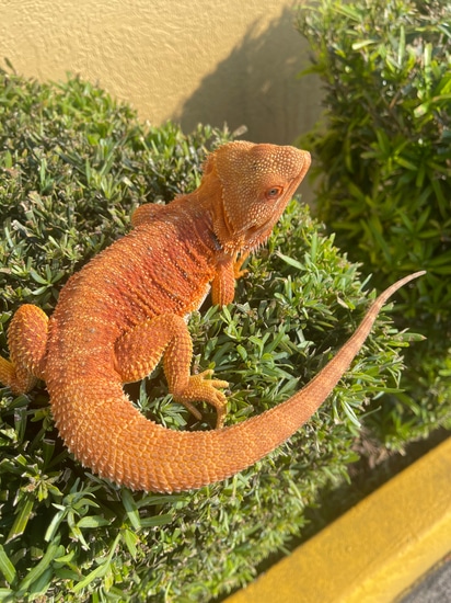 Male Extreme Red Hypo Central Bearded Dragon by Mr Petman Supercenter