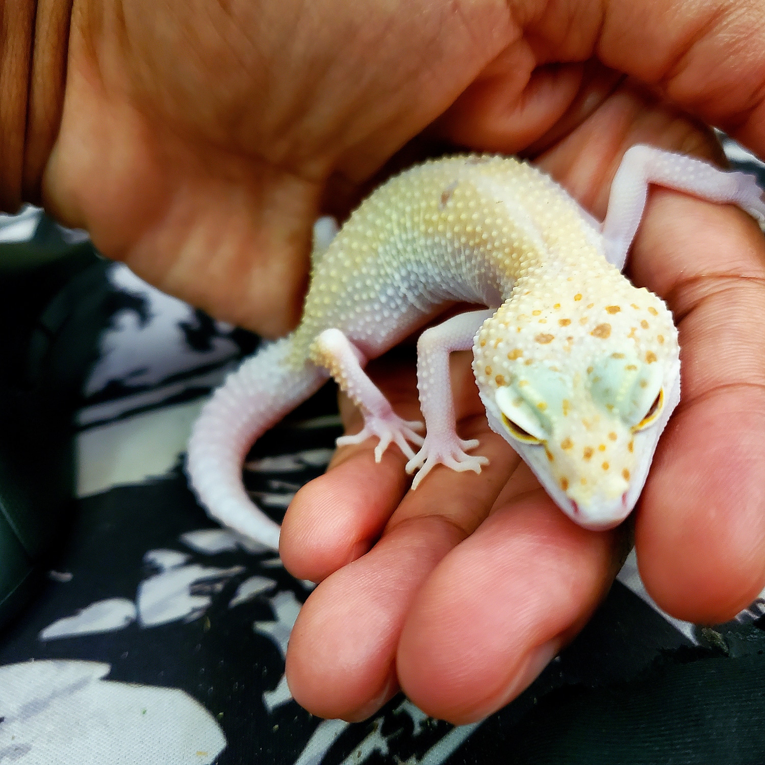 Tremper,Enigma Het Eclipse Leopard Gecko by Gecko Hub by FaceTheStreets ...