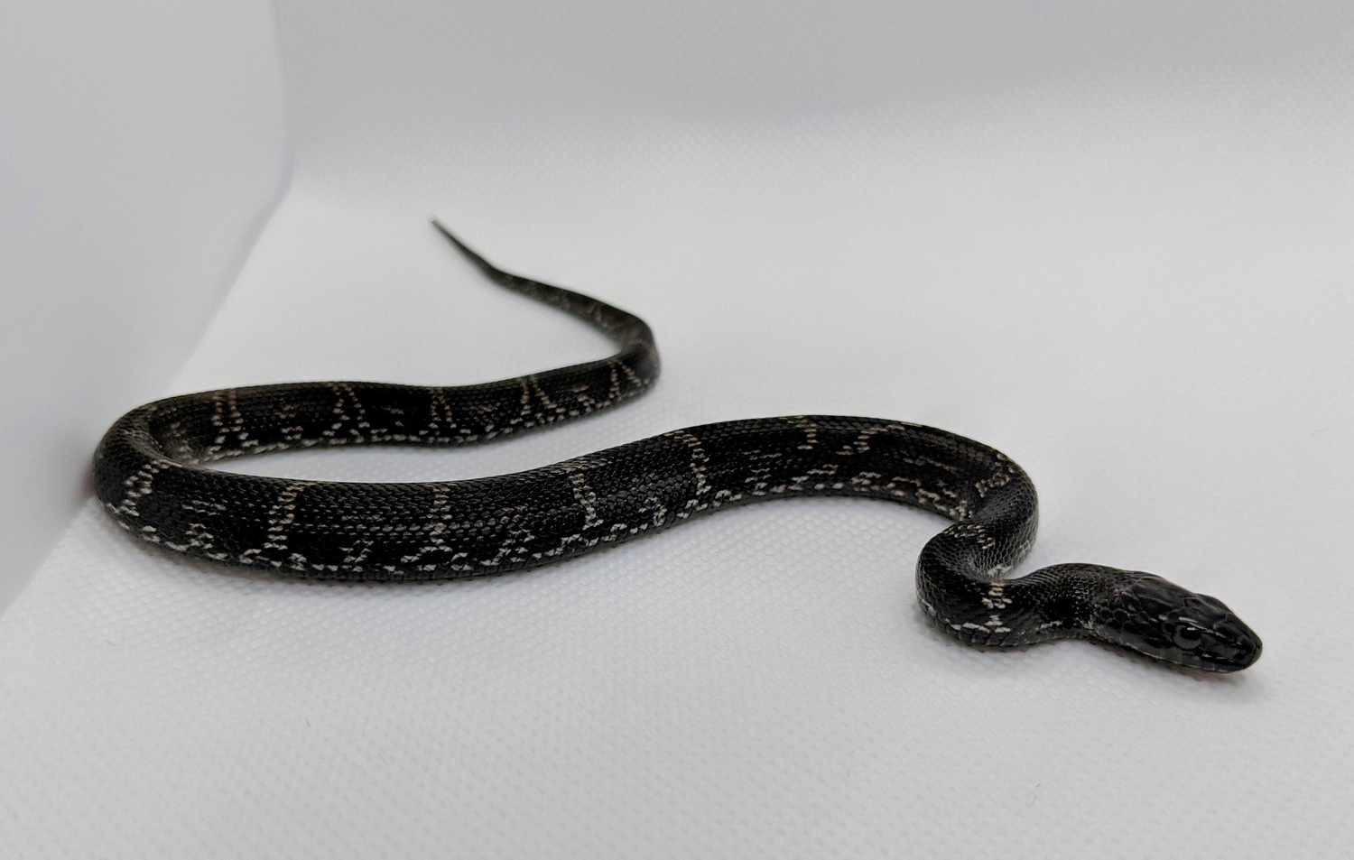 .2 Melanistic Russian Rat Snakes Other Rat Snake by Geek Street Exotics ...