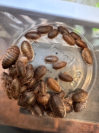 Dubia 25 Ct- Your Choice Of Size Cockroach by The Faithful Jumper