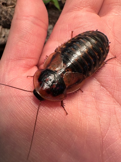 Dubia Breeder Starter Colony— Adults Cockroach by The Faithful Jumper