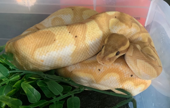 Coral Glow Calico Ball Python by Moose's Morphs