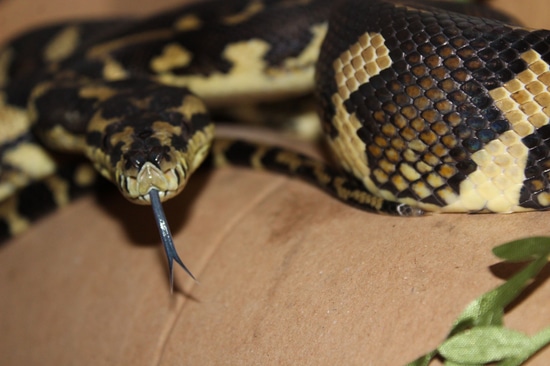 Papaun Irian Jaya Carpet Python by Morelia et Alia