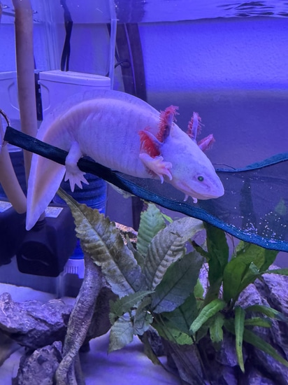 GFP Blue-Gill Leucistic Axolotl by Mrs. C’s Axies