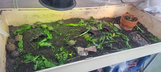 Home Bred Horsfield Tortoises Raised The TPG Way On Topsoil Substrate ...