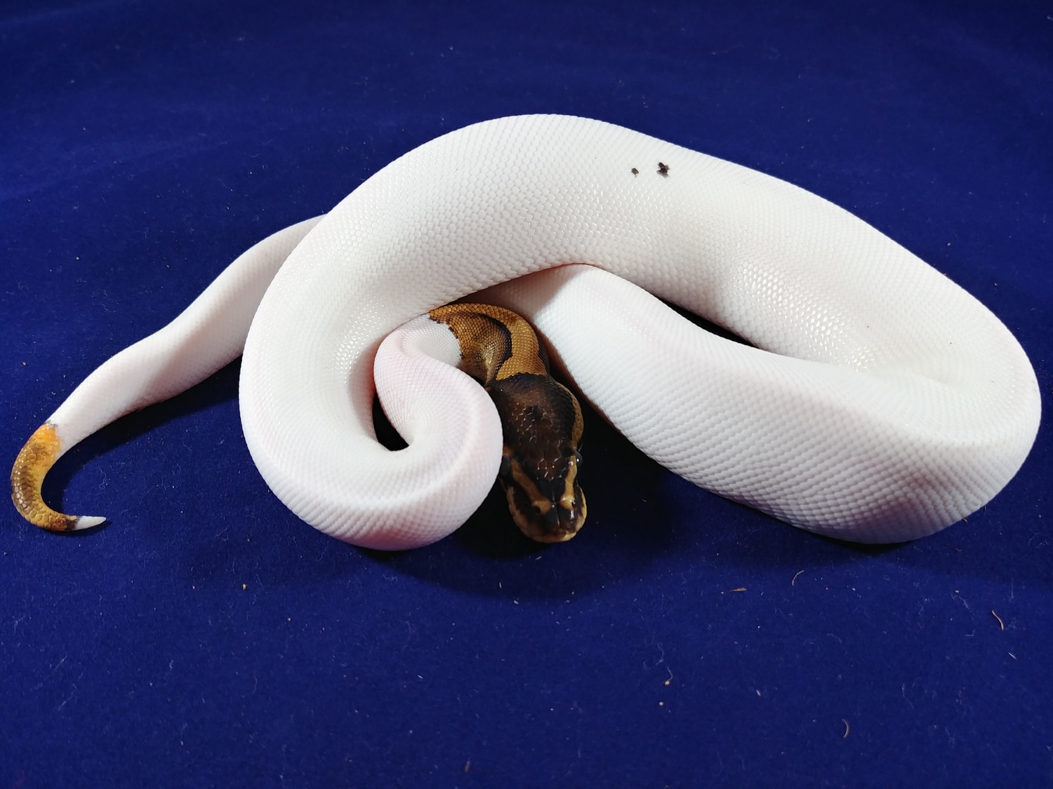 Black Pastel Pied Ball Python by Krazy Kris Ball Pythonz - MorphMarket