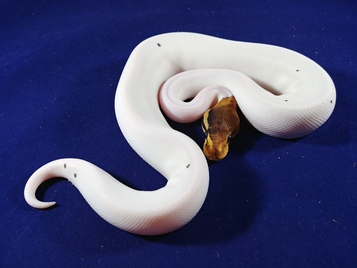 Black Pewter Pied Ball Python by Krazy Kris Ball Pythonz - MorphMarket