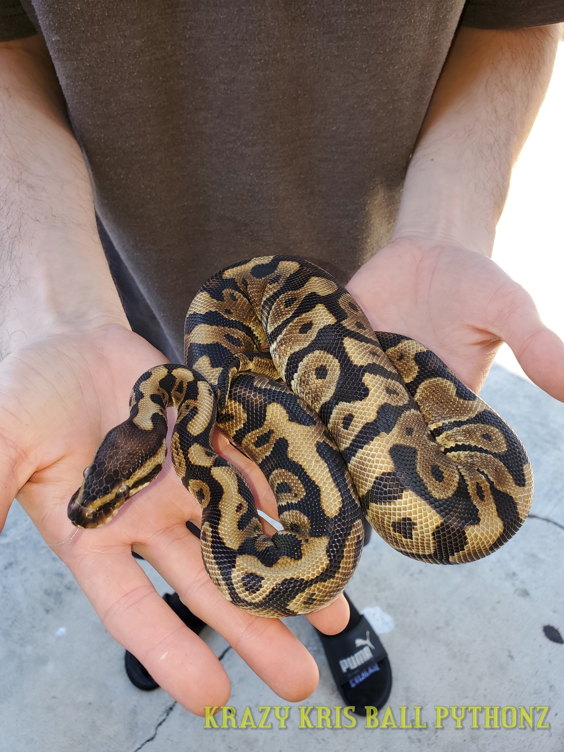 Hidden Gene Woma Ball Python by Krazy Kris Ball Pythonz - MorphMarket