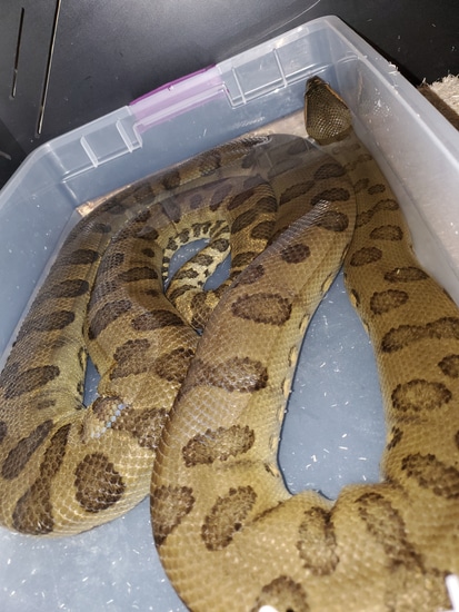 Green Anaconda by Krazy Kris Ball Pythonz