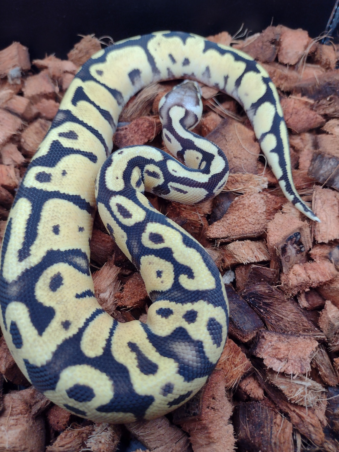 Citrus Pastel Fire Poss Yellowbelly Ball Python by Krazy Kris Ball ...