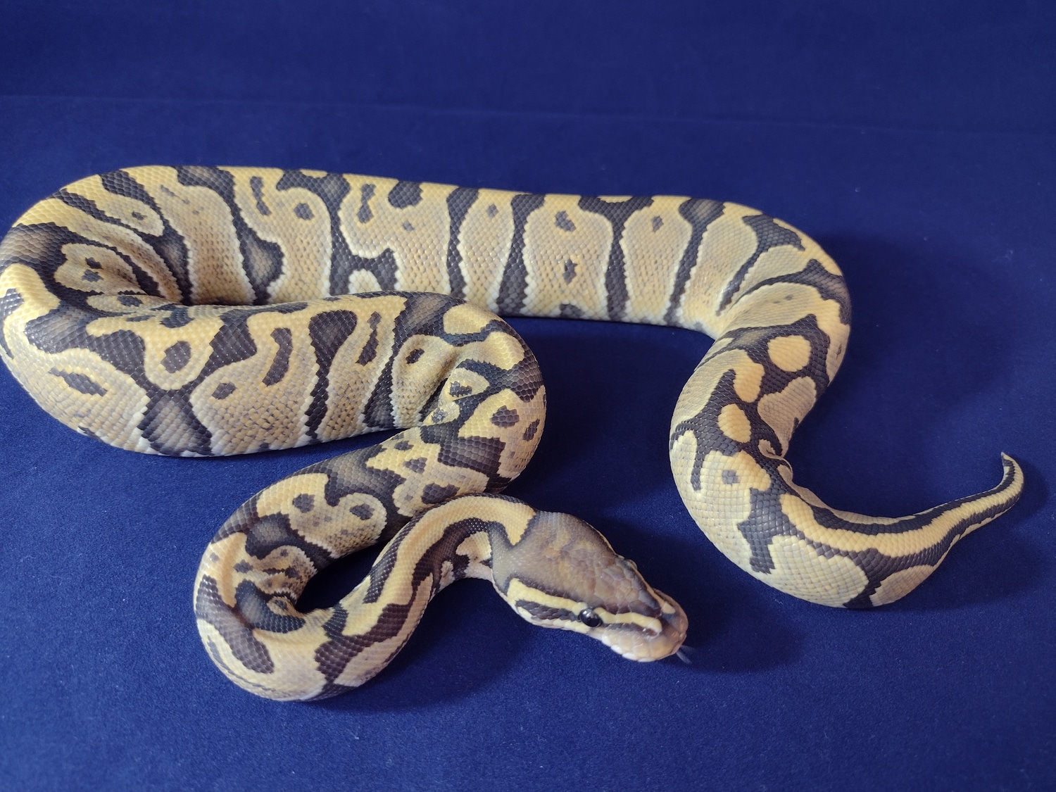 Chocolate Enchi Hypo Ball Python by Krazy Kris Ball Pythonz - MorphMarket