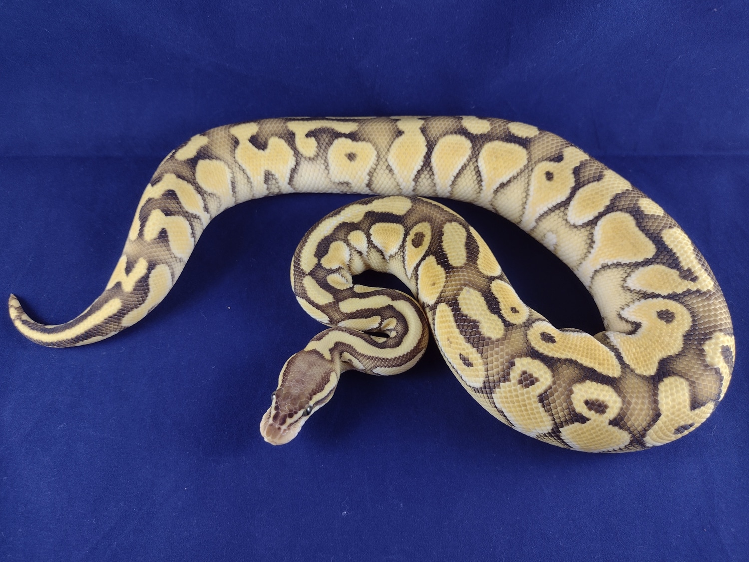 Citrus Pastel Lesser Possible Yellowbelly Ball Python by Krazy Kris ...