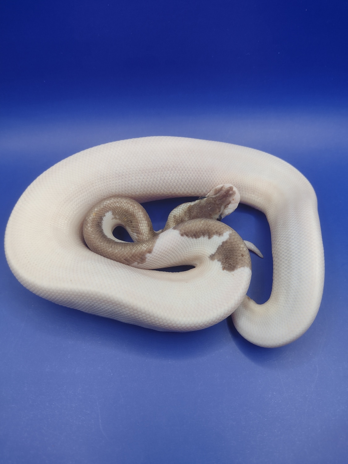 Grey Matter Ball Python by Krazy Kris Ball Pythonz - MorphMarket