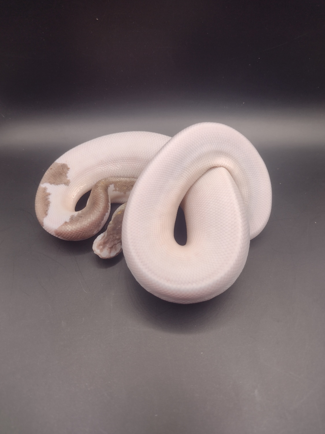 Grey Matter Ball Python by Krazy Kris Ball Pythonz - MorphMarket