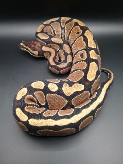 Possible YB Possible Specter Ball Python by Krazy Kris Ball Pythonz