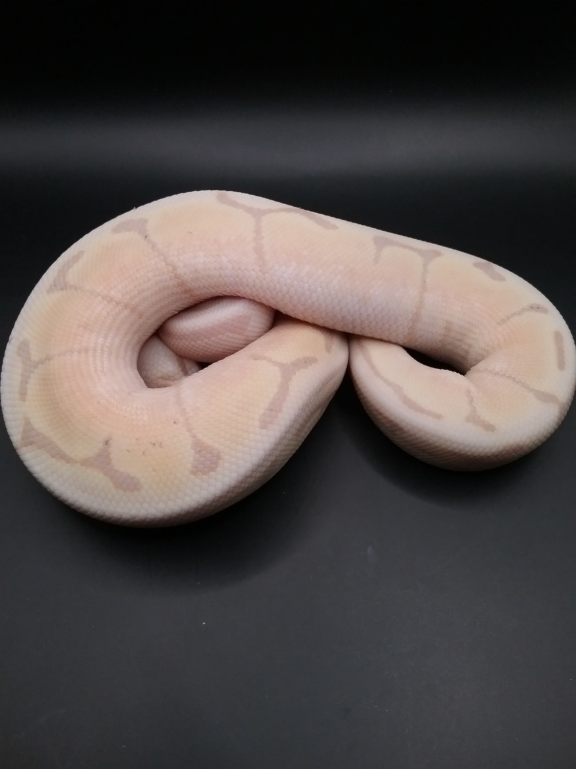 Banana Vanilla Bee Ball Python by Krazy Kris Ball Pythonz - MorphMarket