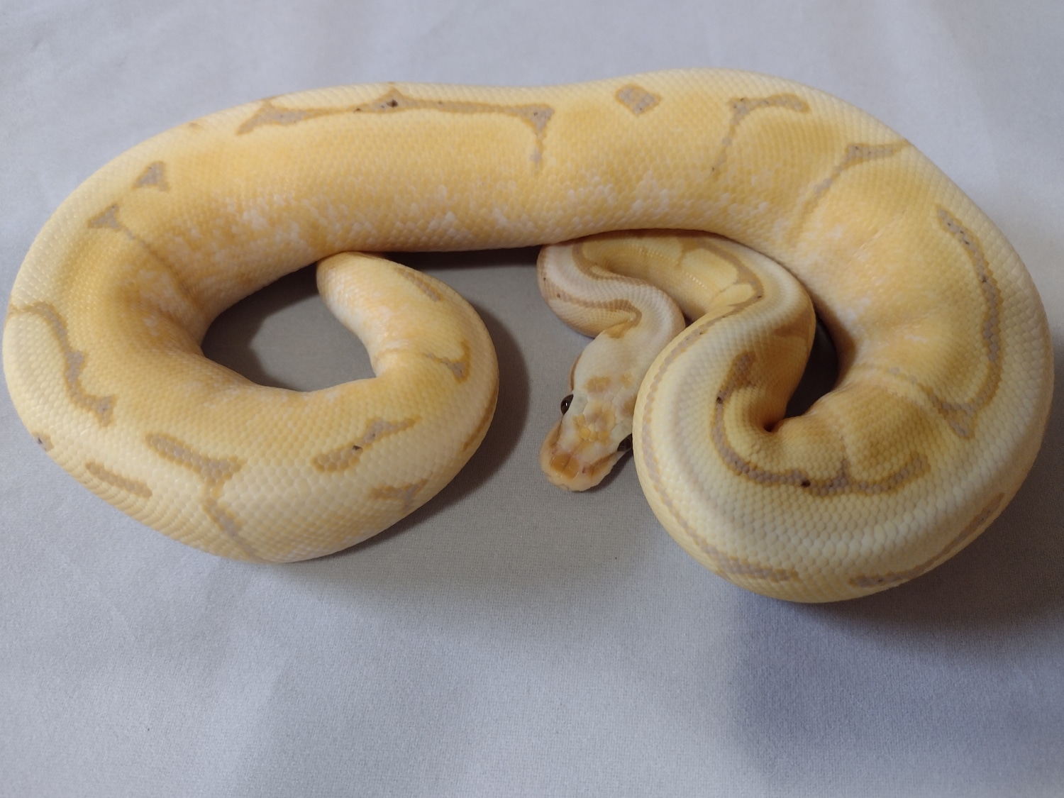 Banana Vanilla Bee Ball Python by Krazy Kris Ball Pythonz - MorphMarket