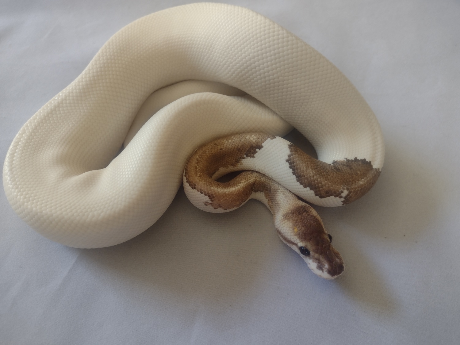 Grey Matter Ball Python by Krazy Kris Ball Pythonz - MorphMarket