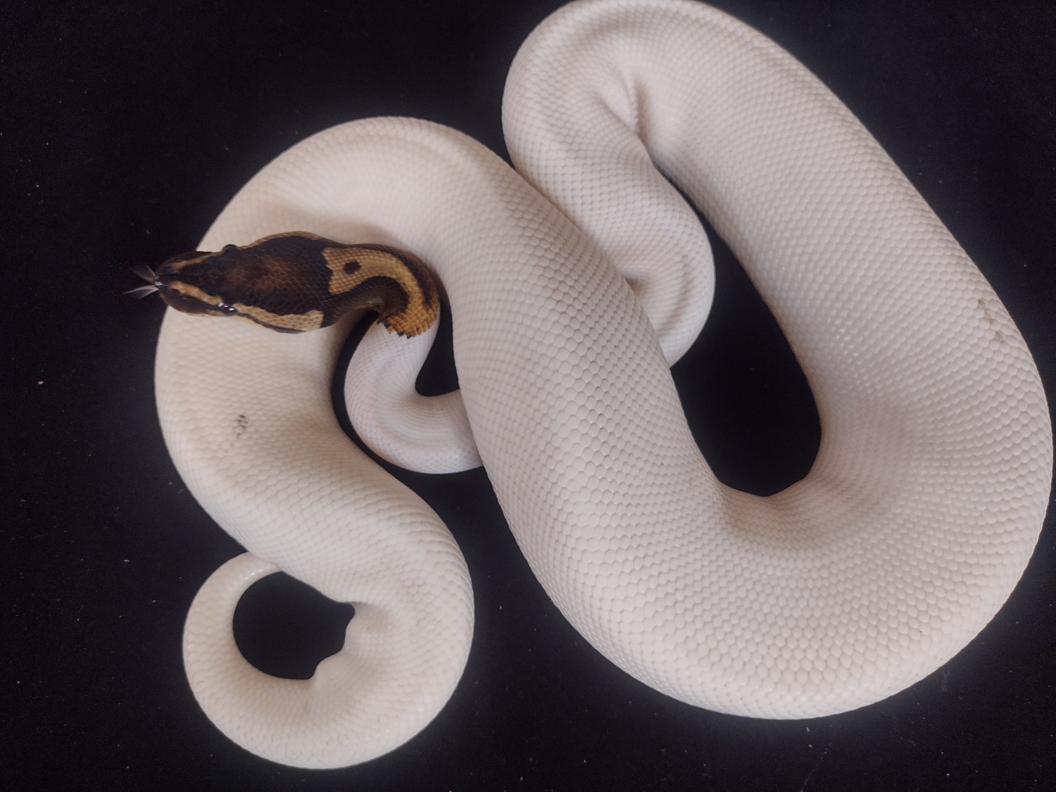 Pied Ball Python by Krazy Kris Ball Pythonz - MorphMarket
