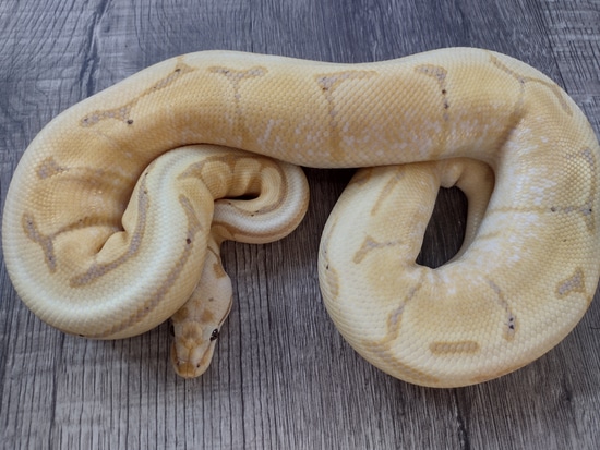 Banana Vanilla Bee Ball Python by Krazy Kris Ball Pythonz