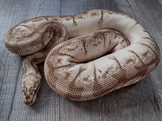 Queen Bee Ball Python by Krazy Kris Ball Pythonz