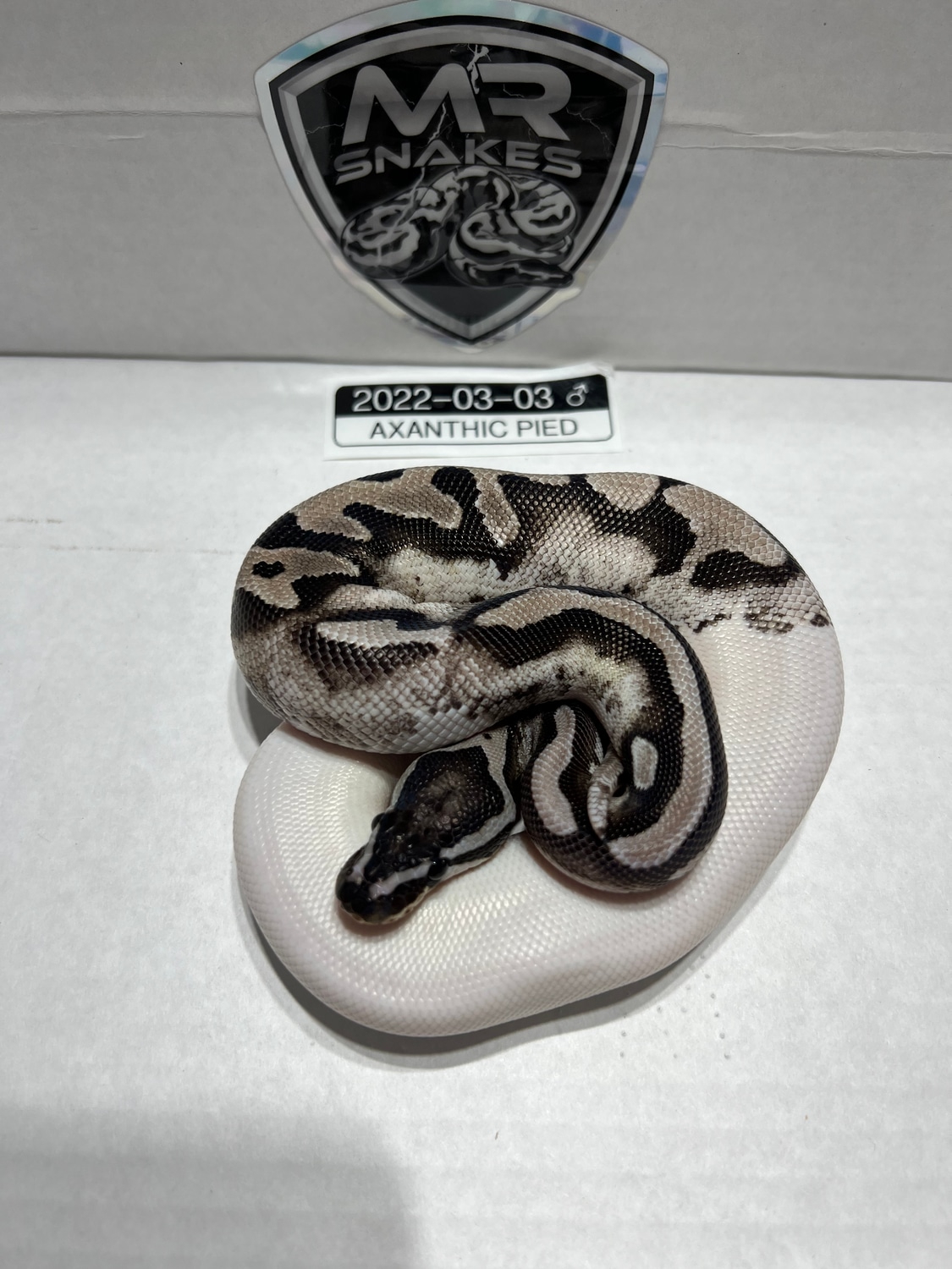 Axanthic Pied Ball Python by MRSnakes - MorphMarket