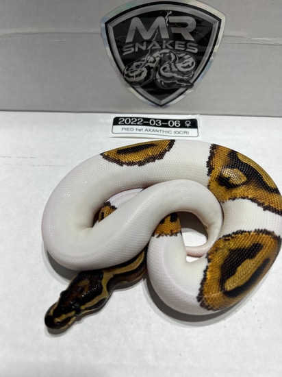 Pied Het GCR Axanthic Ball Python by MRSnakes