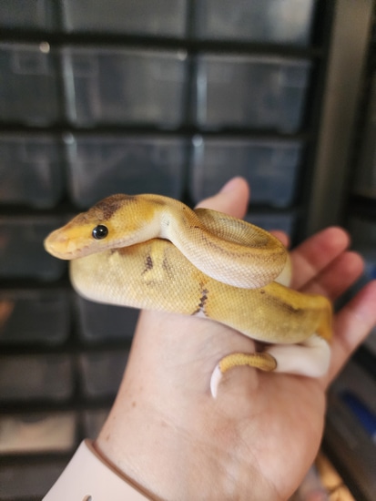Black Pastel Champagne Het Pied Ball Python by EyeBall Pythons